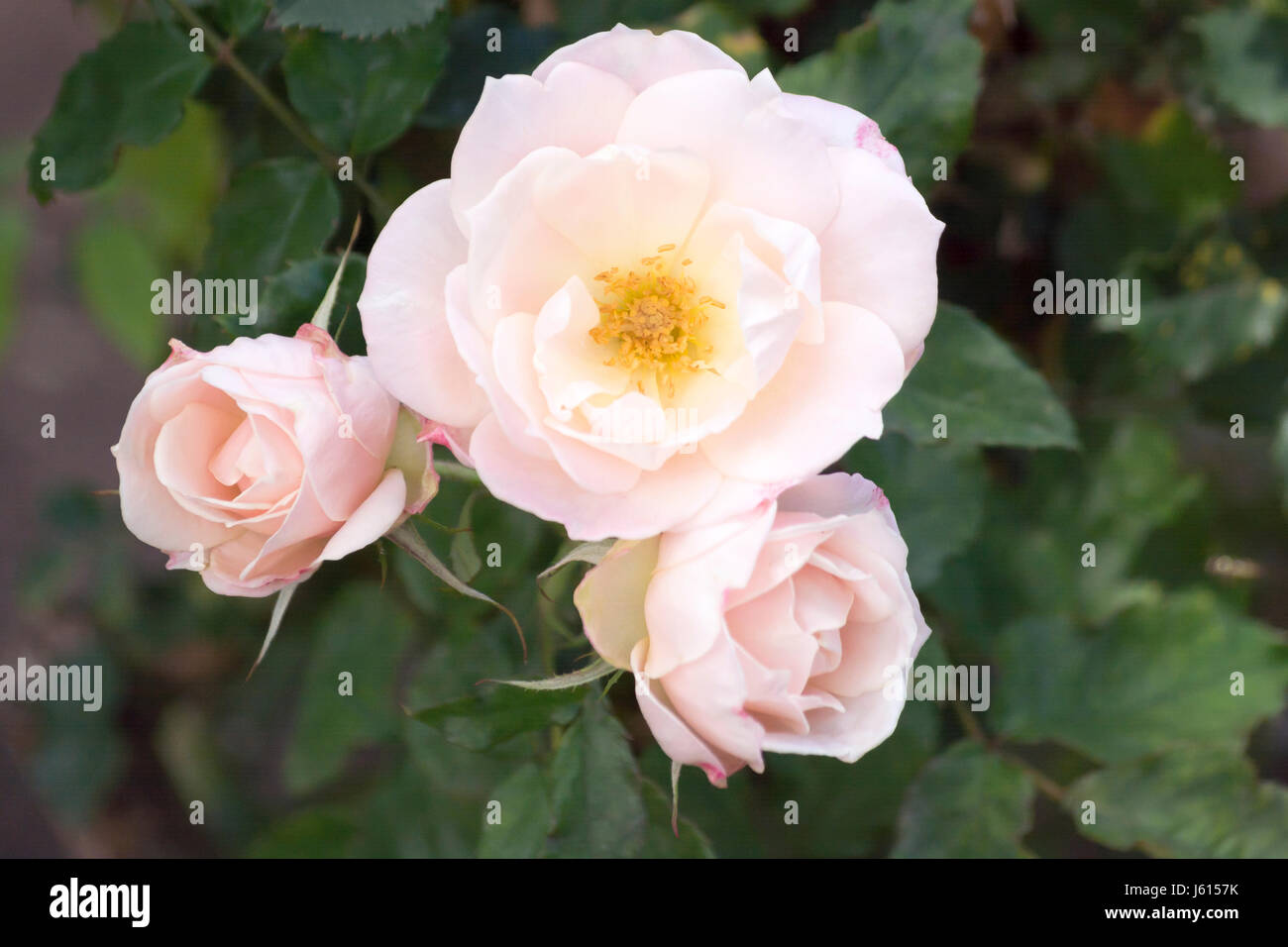 Pink Rose in Balboa Park in San Diego, California Stock Photo - Alamy