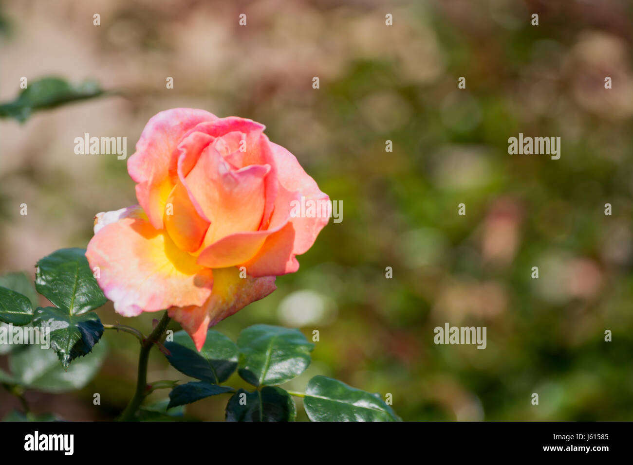 Pink Rose in Balboa Park in San Diego, California Stock Photo - Alamy