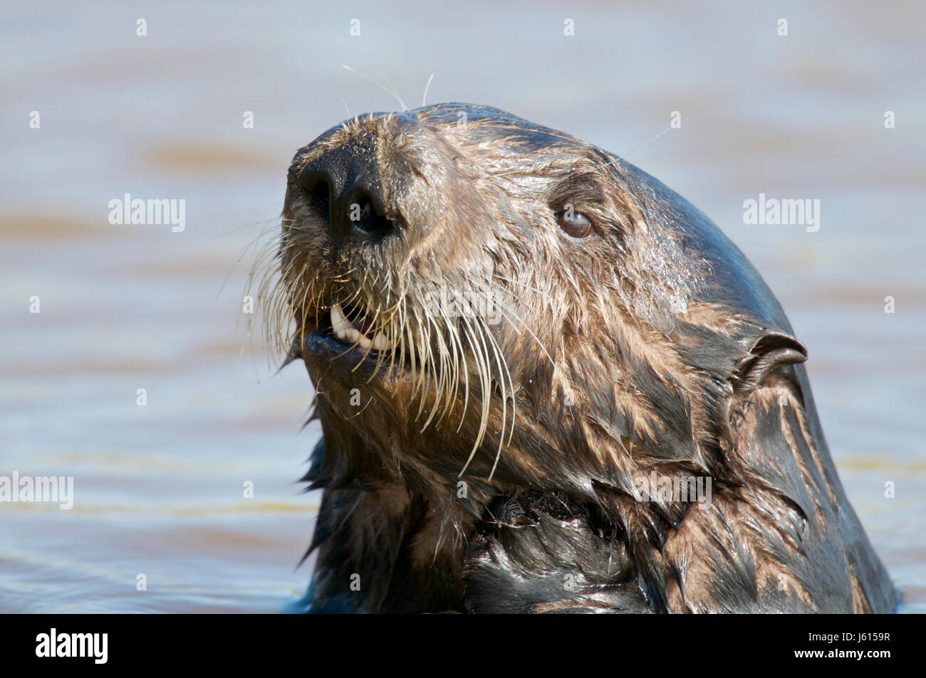 sea otter (Enhydra lutris) North America, USA, California, Moss Landing ...