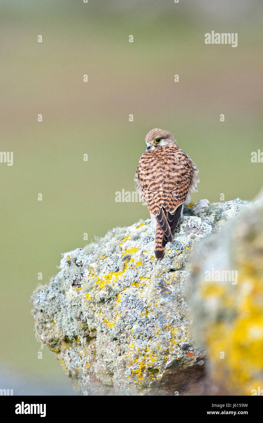 lesser kestrel (Falco naumanni Stock Photo - Alamy