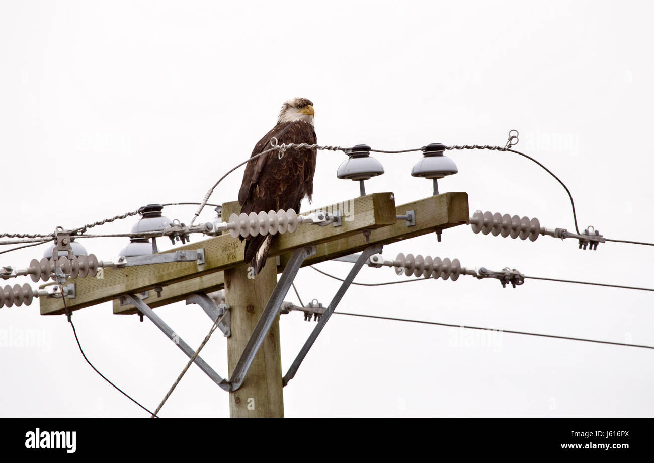 Bald Eagle British Columbia gathering place Ladner Richmond Stock Photo ...