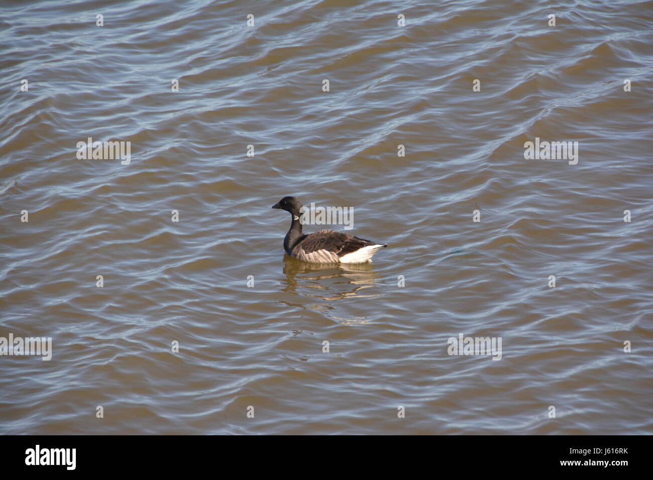 Lone Duck Swimming through water Stock Photo - Alamy