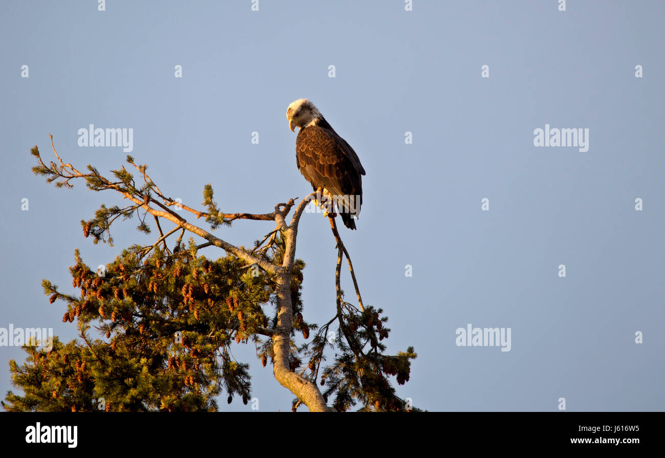 Bald Eagle British Columbia gathering place Ladner Richmond Stock Photo ...