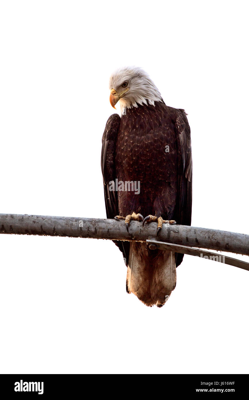 Bald Eagle British Columbia gathering place Ladner Richmond Stock Photo ...