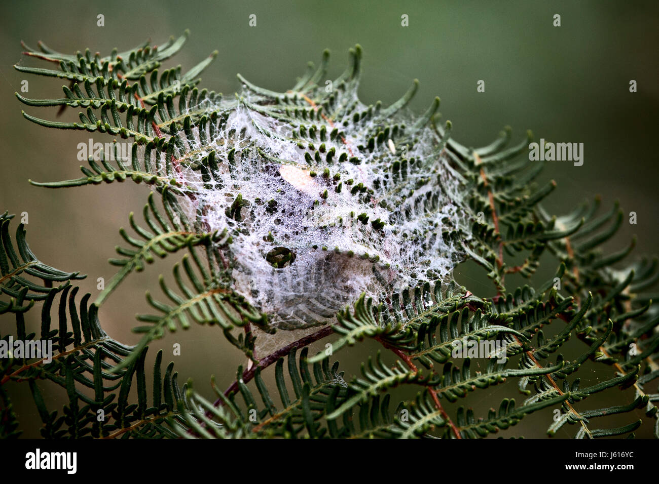 Spider Web Silk in North Island New Zealand Stock Photo - Alamy