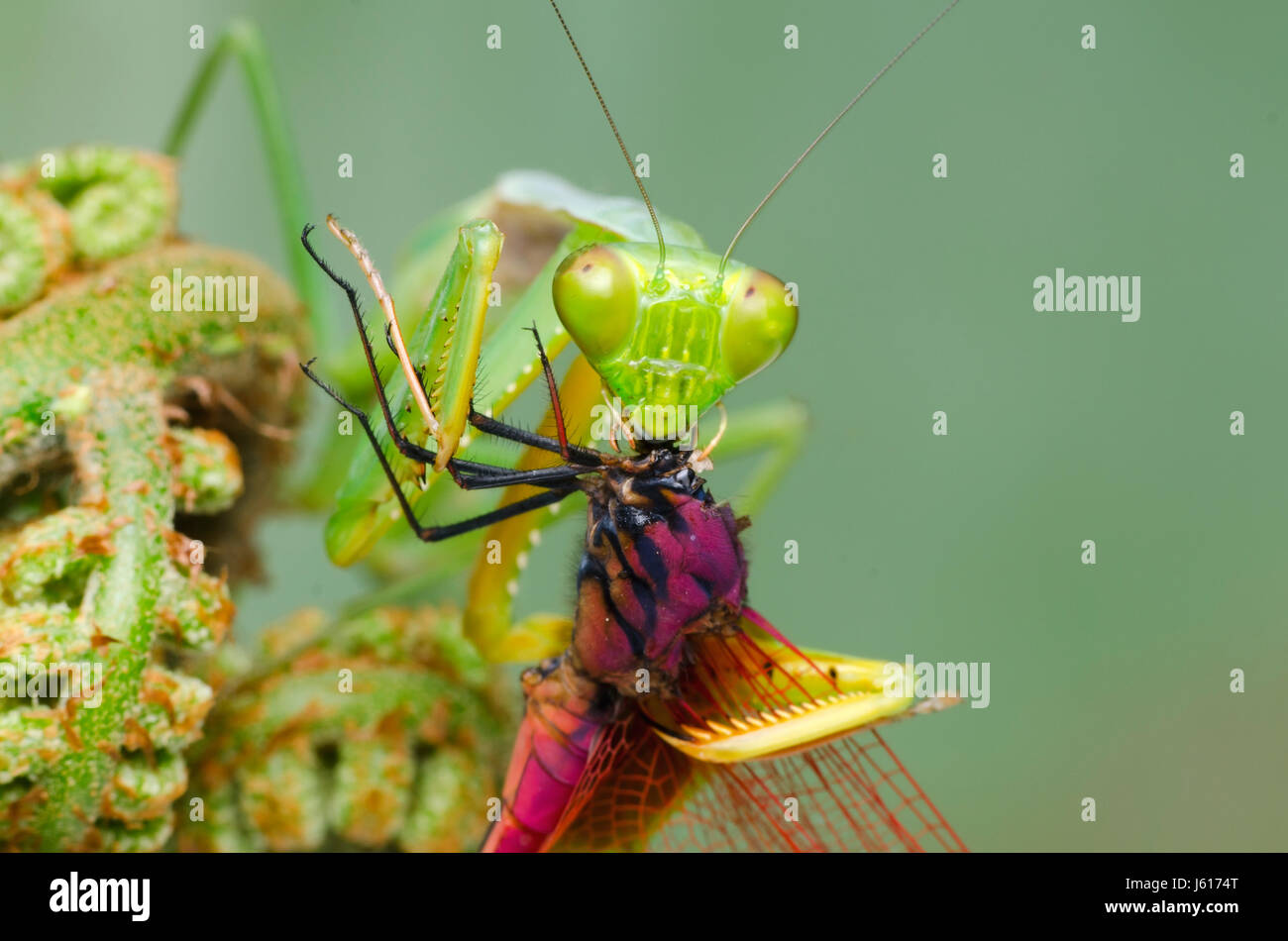Praying mantis feeding on dragonfly. Hierodula.sp habitat in Malaysia ...