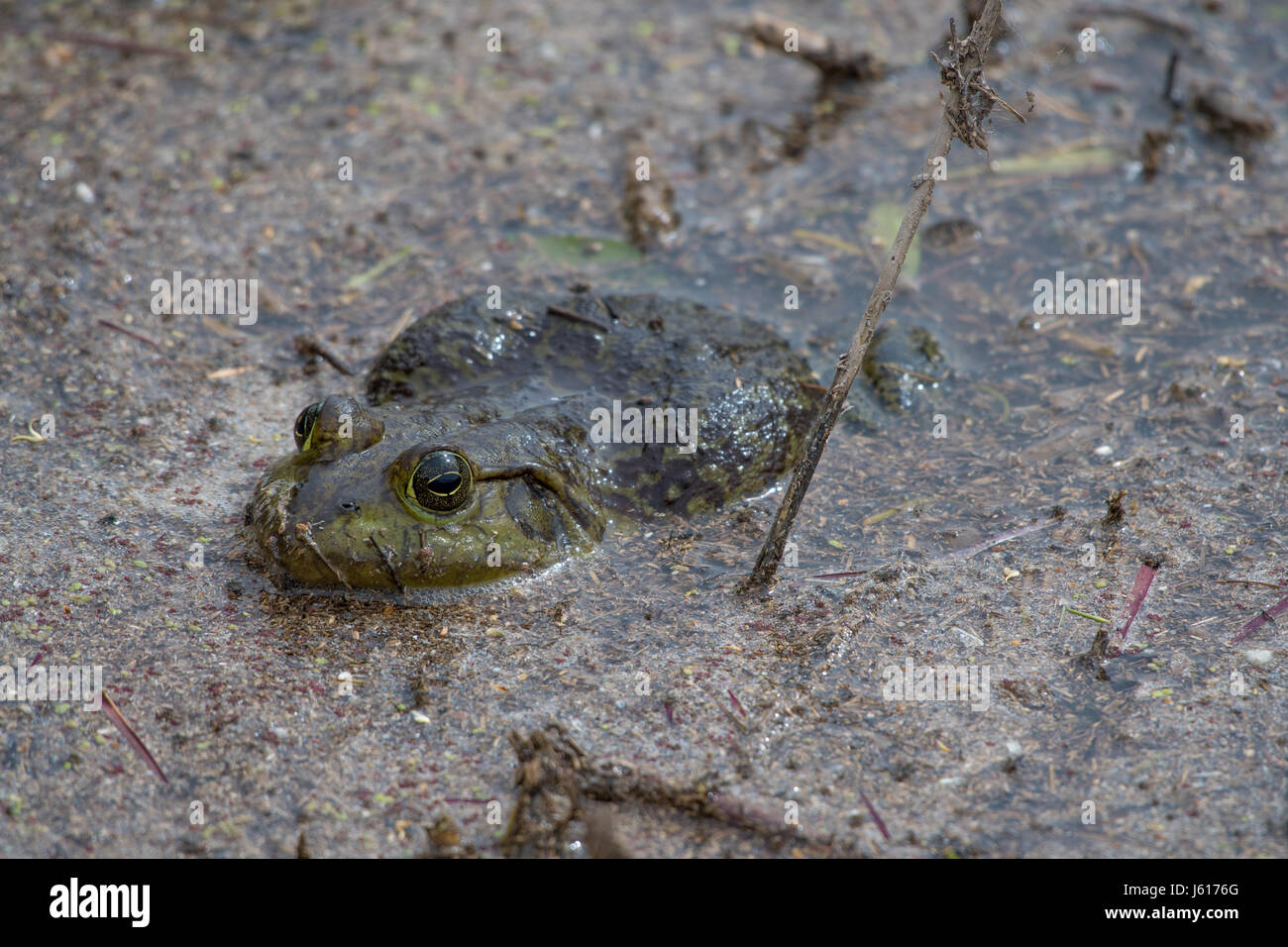 Invasive species american bullfrog hi-res stock photography and images ...