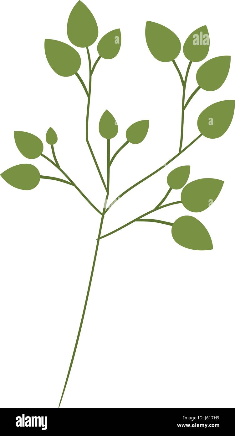 leafs plant decorative icon Stock Vector Image & Art - Alamy
