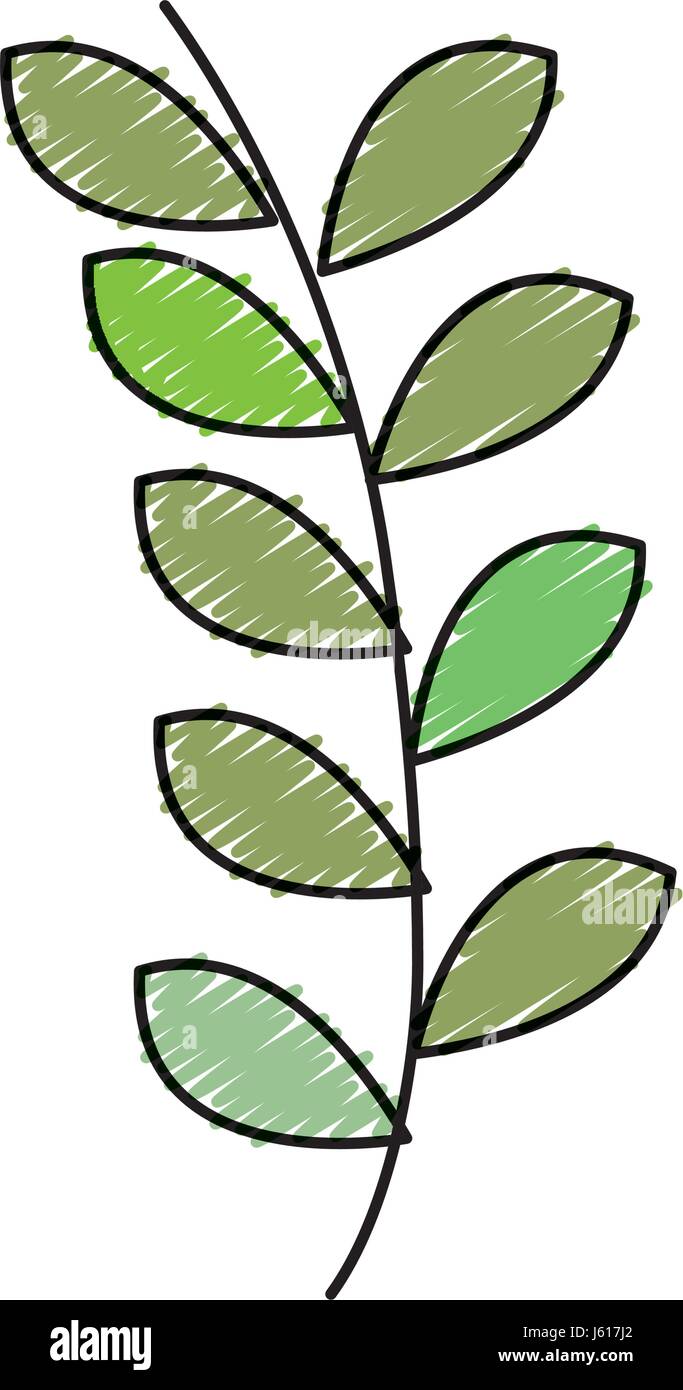leafs plant decorative icon Stock Vector Image & Art - Alamy