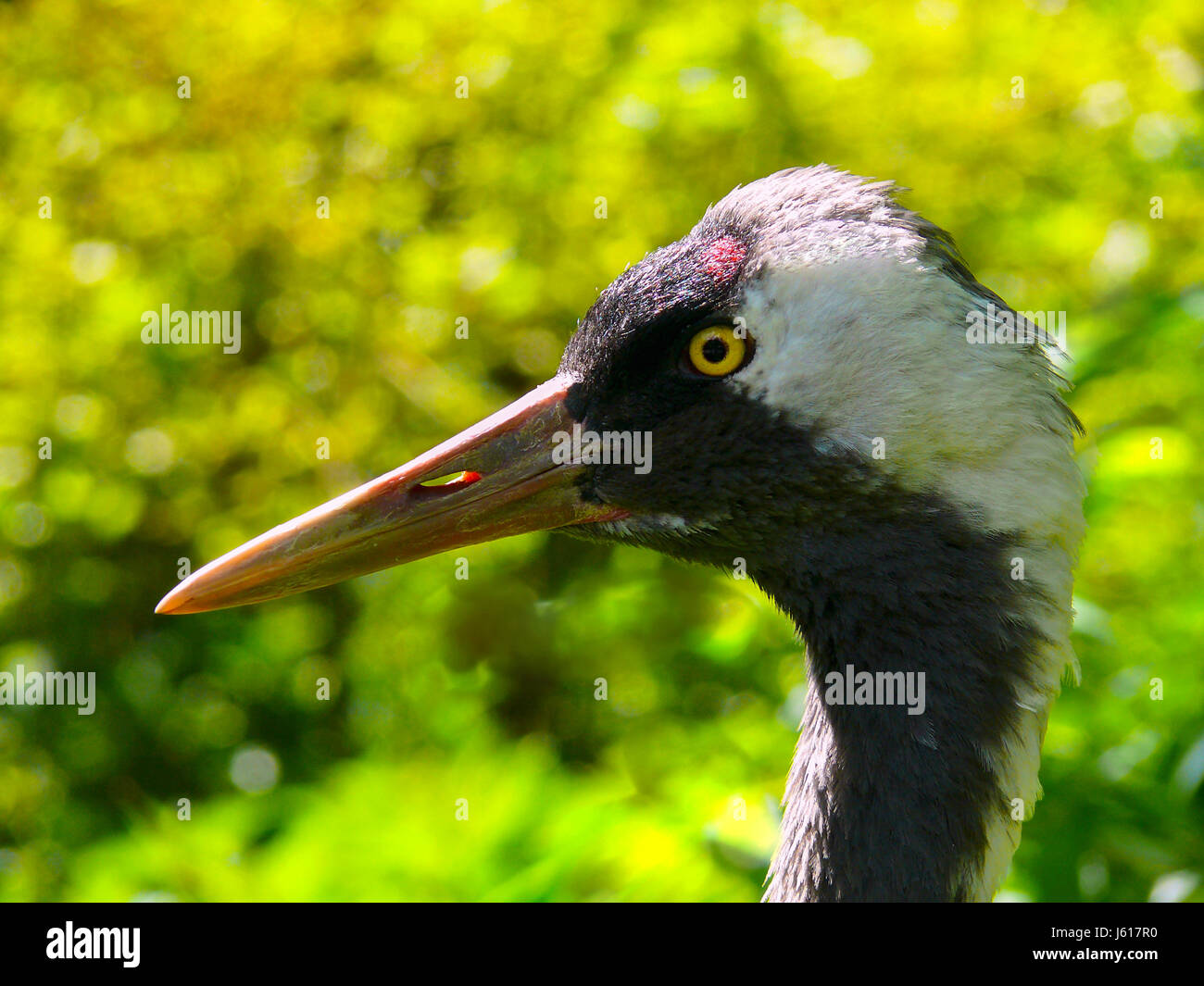 bird birds beak feathering crane migrant birds of passage beaks bird birds beak Stock Photo - Alamy