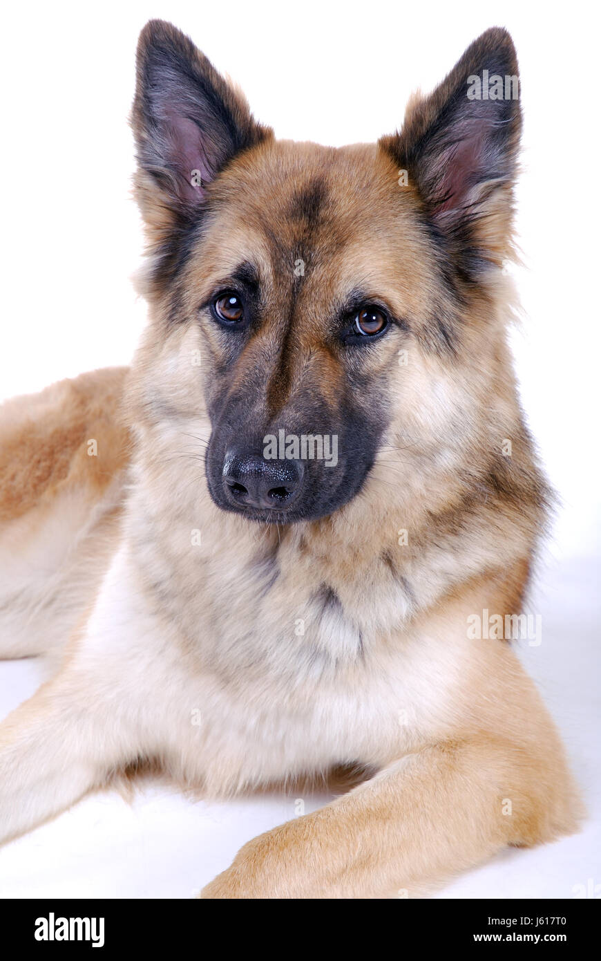German Shepherd Light Brown