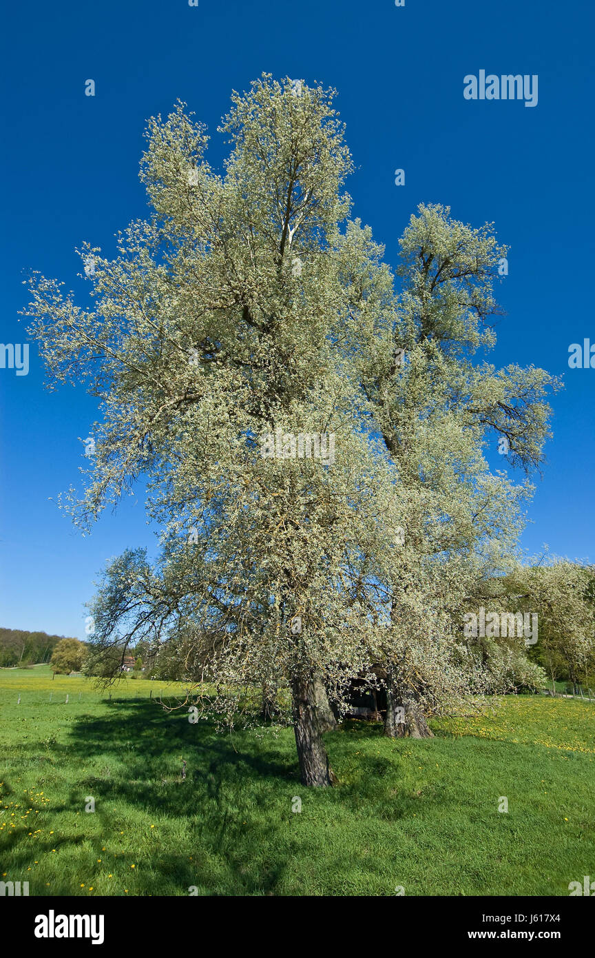 tree bloom blossom flourish flourishing spring leaf tree bloom blossom ...