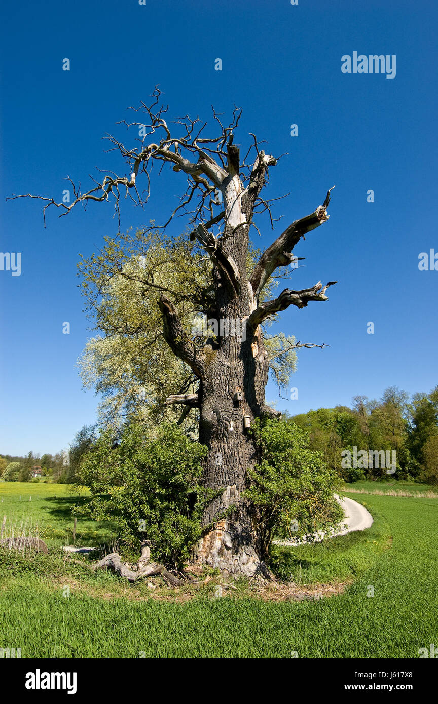 monument tree oak skeleton nature old monument die tree oak spring ...