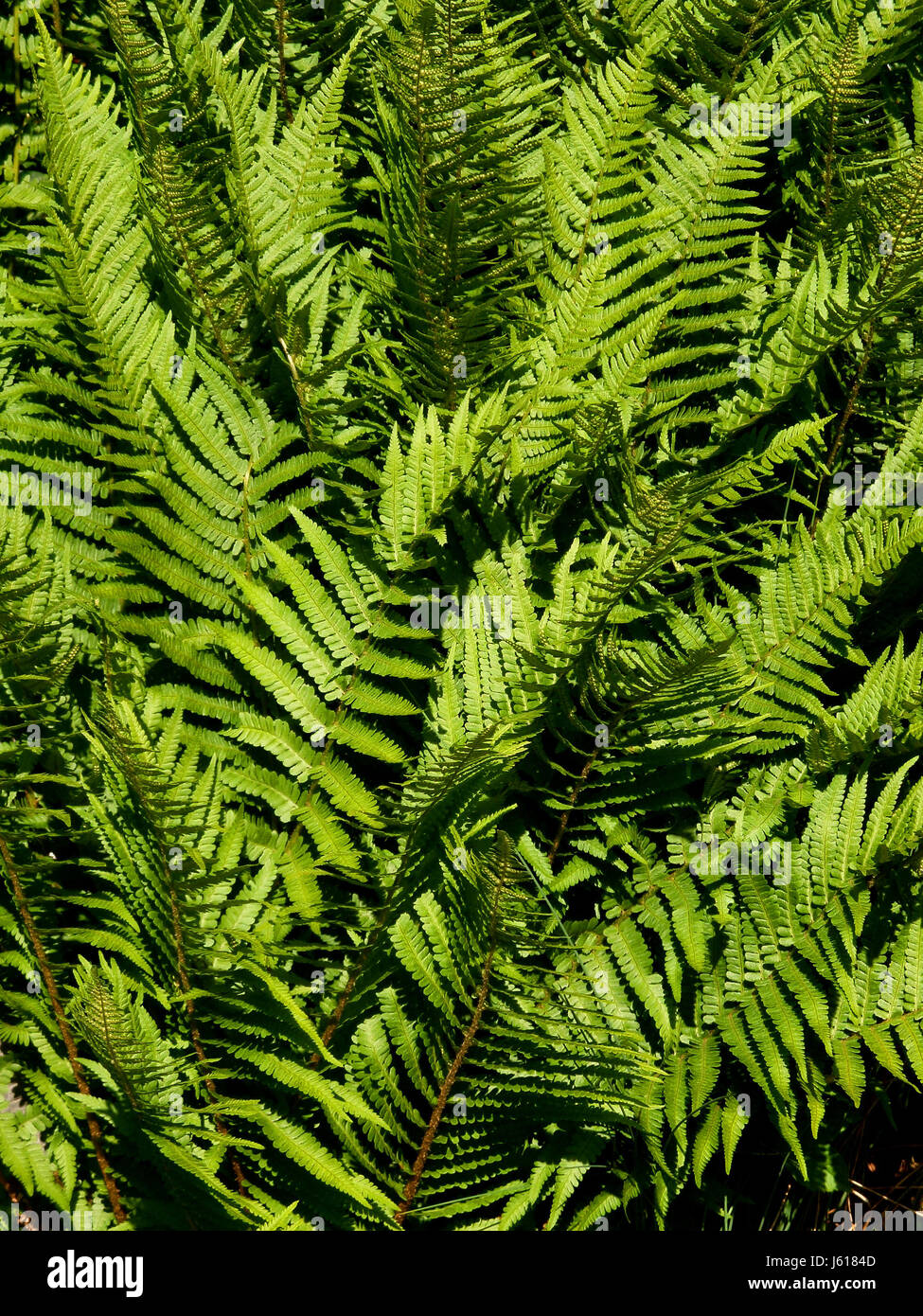 plant moist tropical shady park plant flower flowers flora stream moist ...