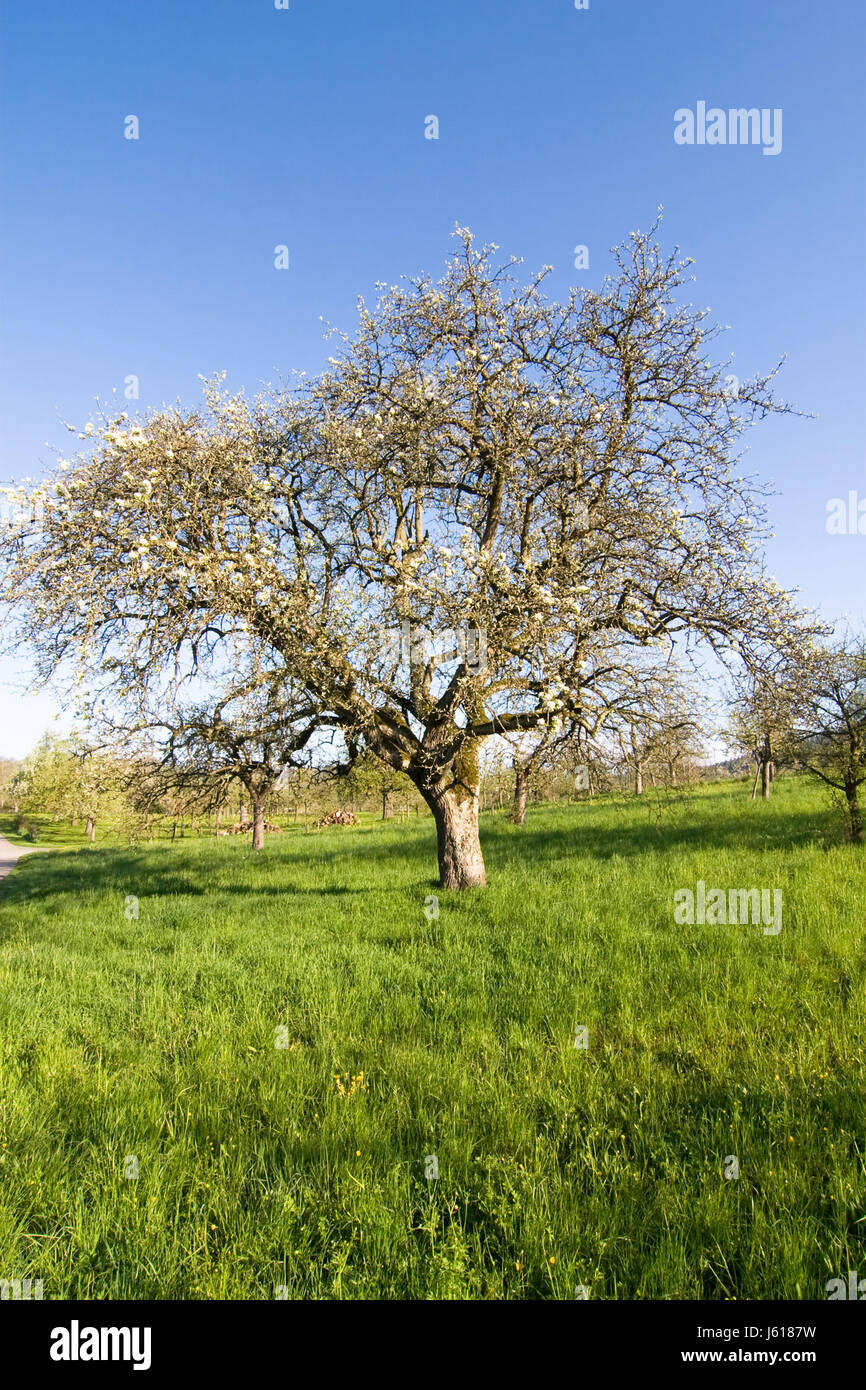 tree cherry season orchard meadow apple nature blue tree trees spring bouncing Stock Photo - Alamy