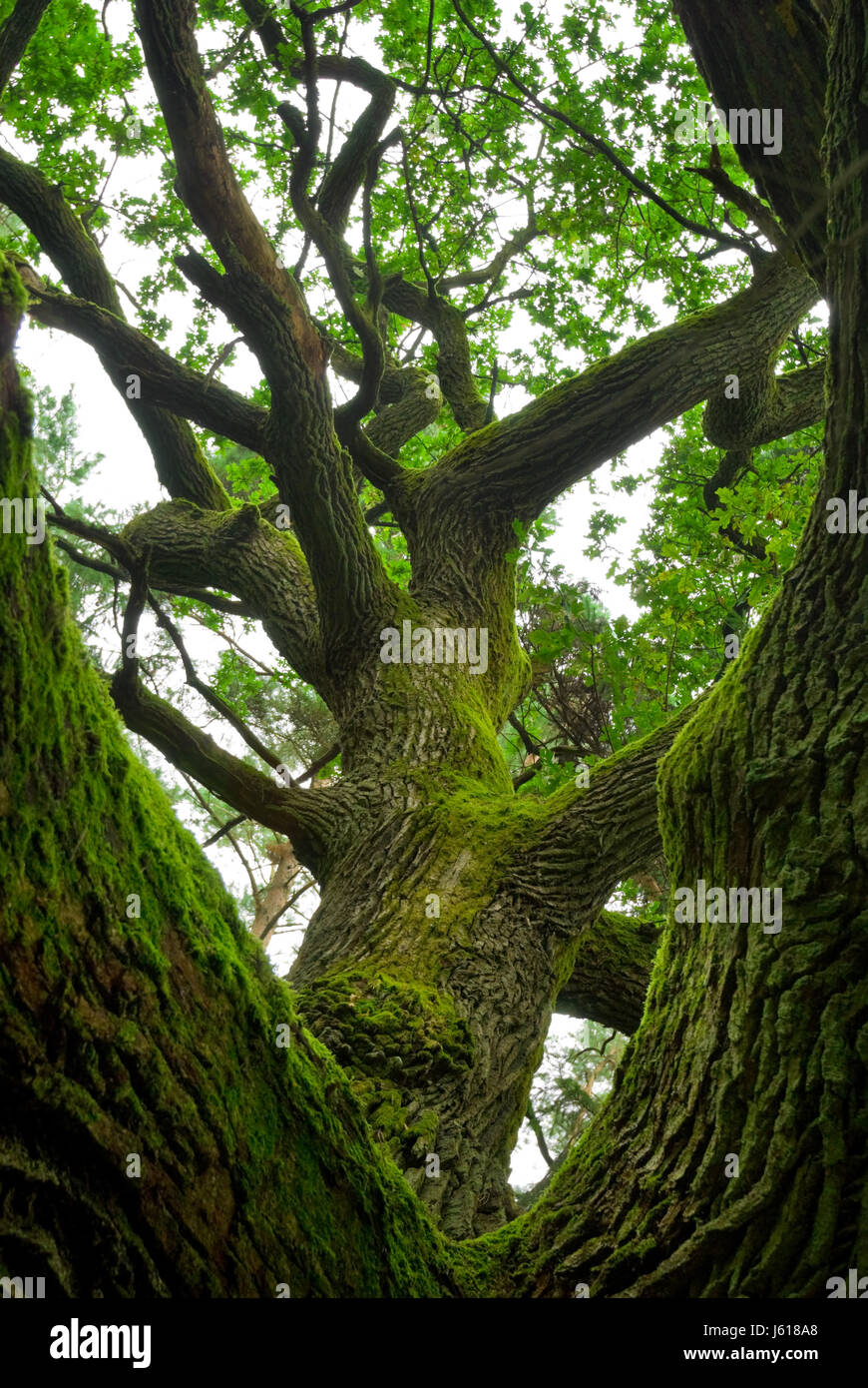 big large enormous extreme powerful imposing immense relevant tree oak ...