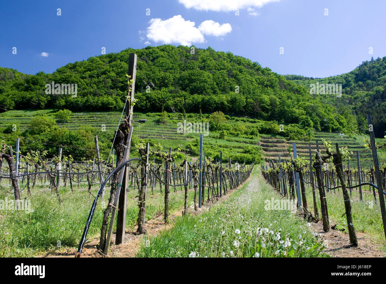 cultivation of wine vine grape vine grape-vine agriculture farming ...