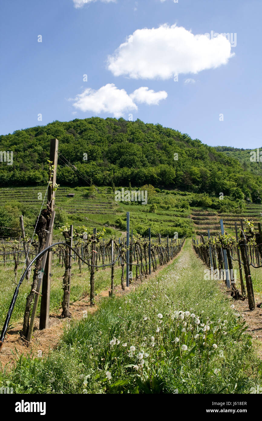 cultivation of wine vine grape vine grape-vine agriculture farming ...