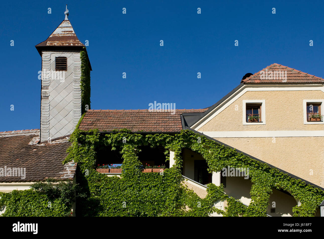 facade building ivy buildings house building wall climbing plant facade ...