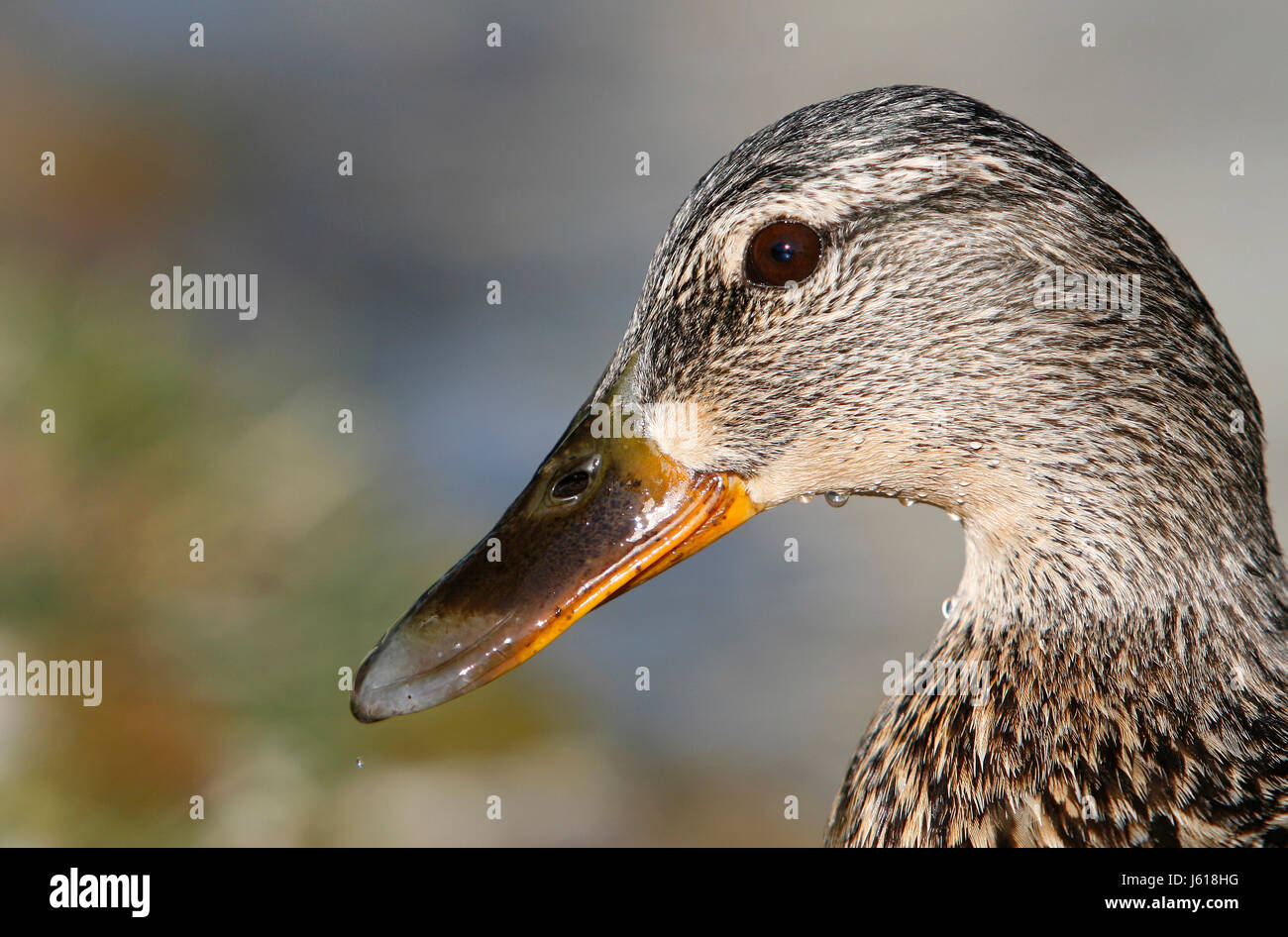 bird birds beak duck female fresh water lake inland water water beaks ...