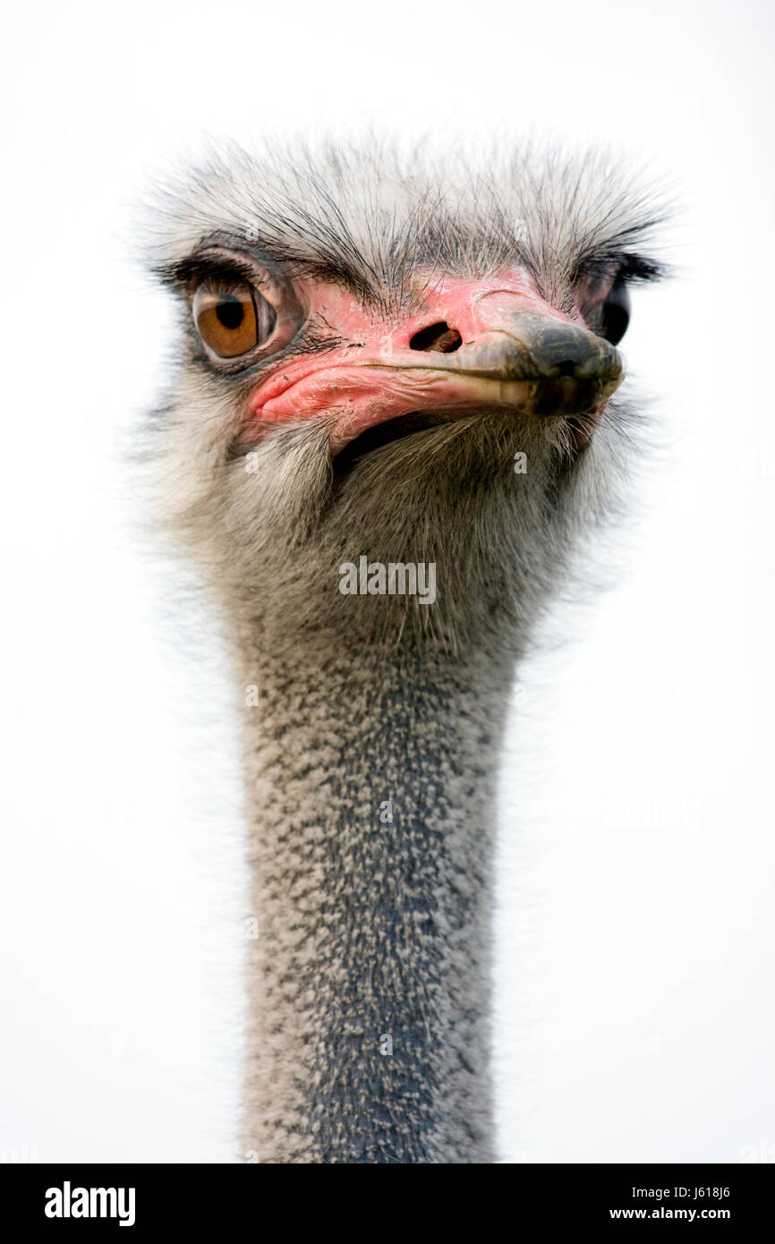 bird birds cursorial birds bird birds cursorial birds strauss tierfoto ...