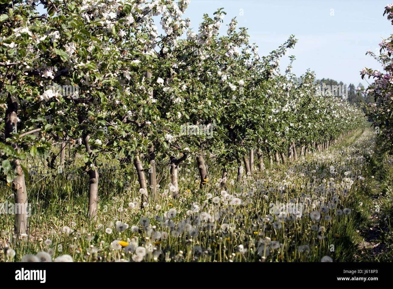 apple tree plantation Stock Photo - Alamy