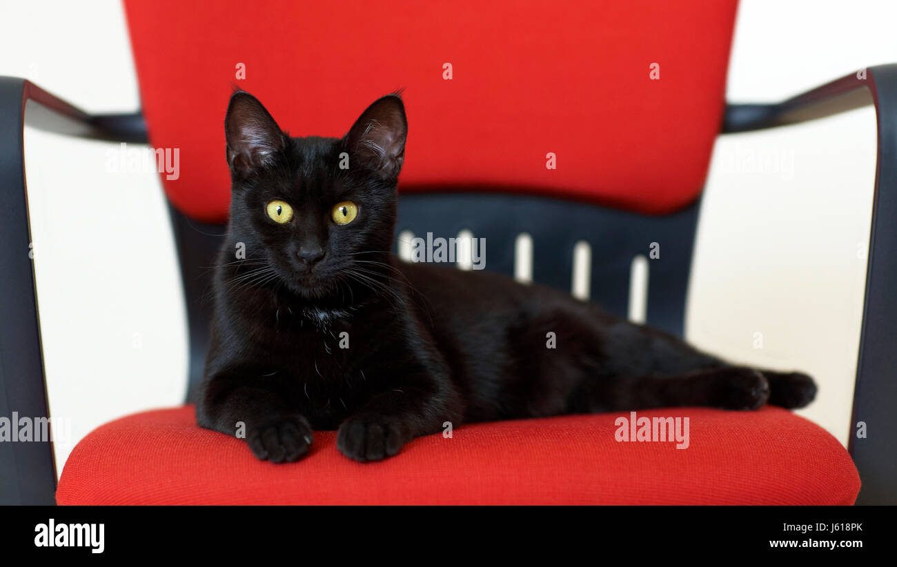 Black pussycat hi-res stock photography and images - Alamy