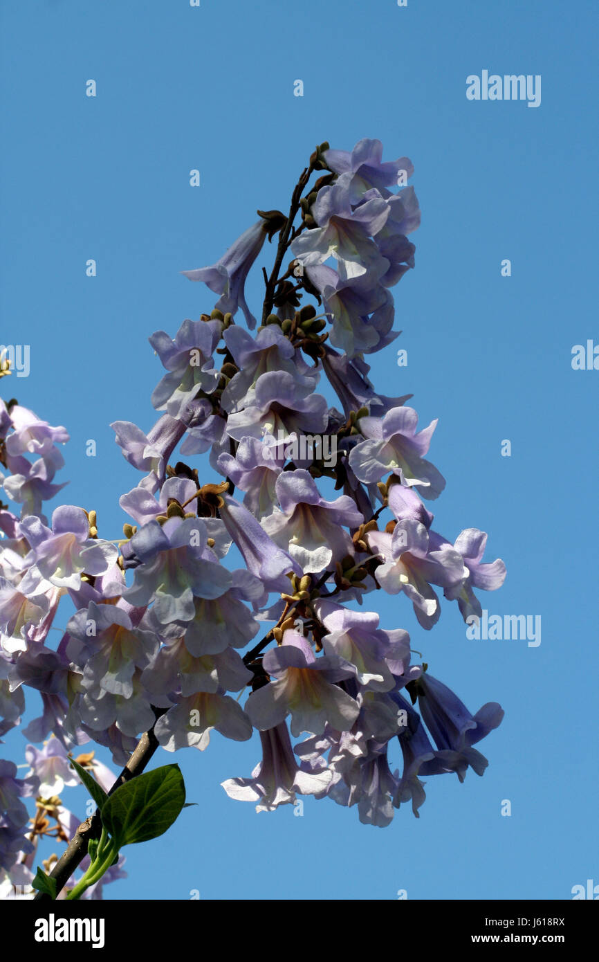 tree trees bloom blossom flourish flourishing blue tree trees plant ...