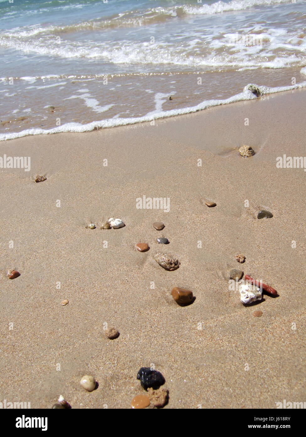 beach seaside the beach seashore shell salt water sea ocean water sands ...