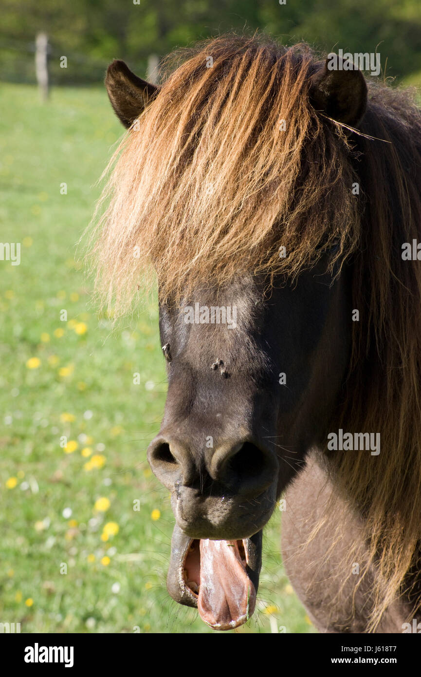 Tired horse hi-res stock photography and images - Alamy