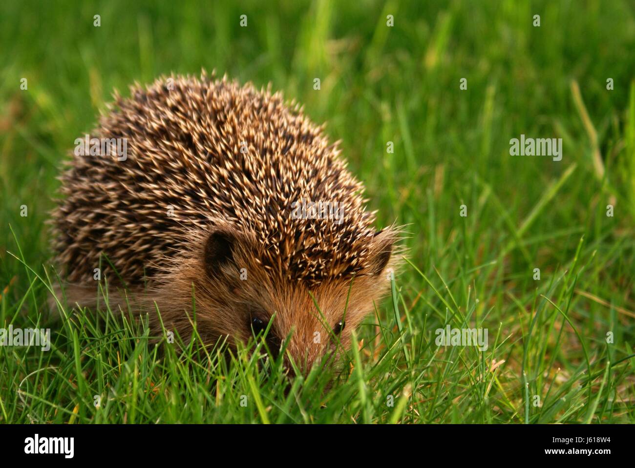 animal mammal sting hedgehog anxious afraid insectivore insectivorous ...