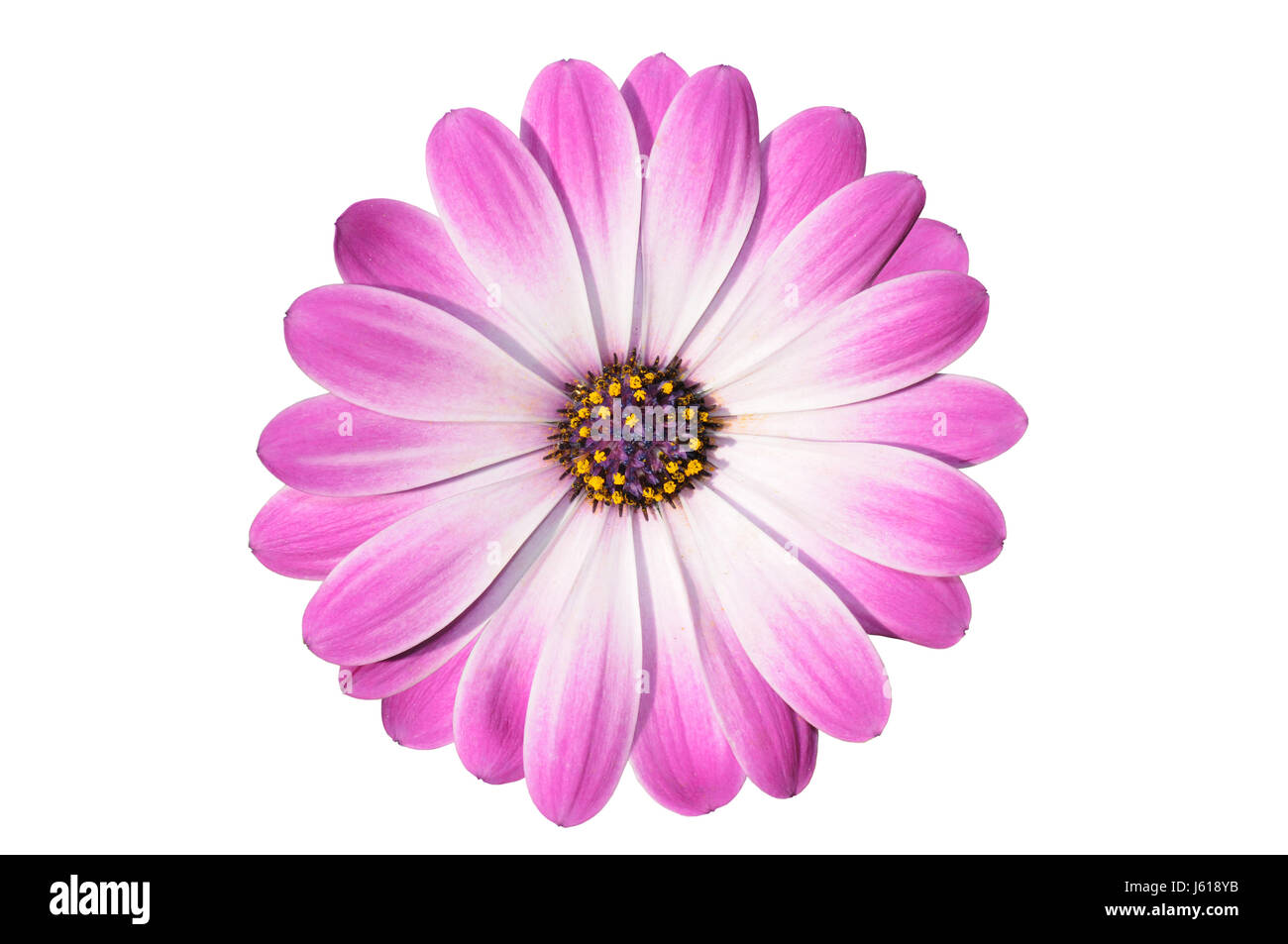 isolated flower plant bloom blossom flourish flourishing spring daisy ...