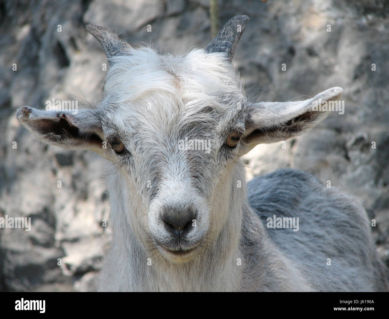 animal goat ruminant animal goat cornets hoofed animal ruminant silver ...