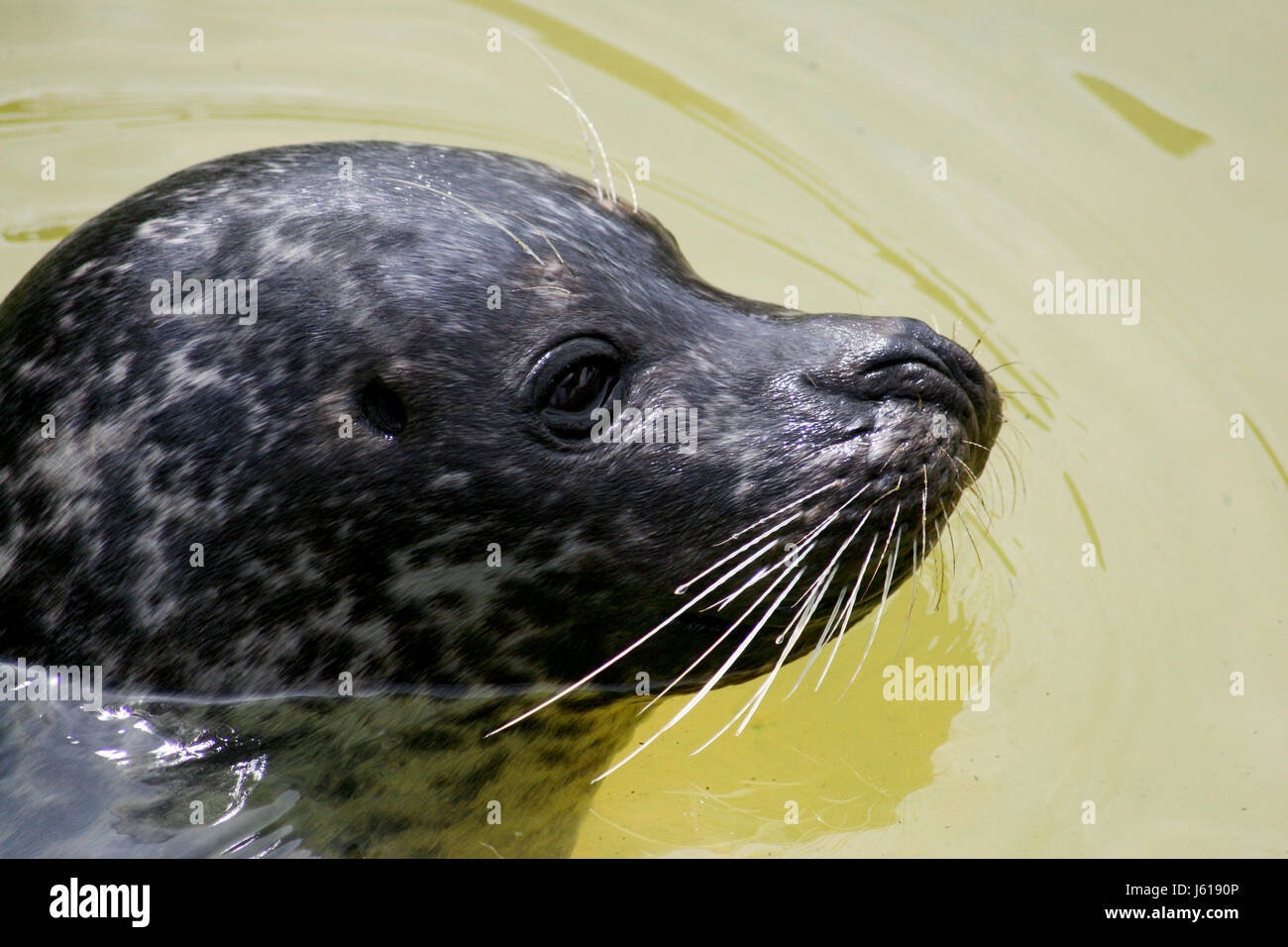 seal animal wild wildlife seal swimming navy marine maddening pert ...