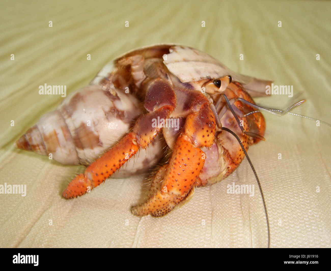 Crab forceps hi-res stock photography and images - Alamy
