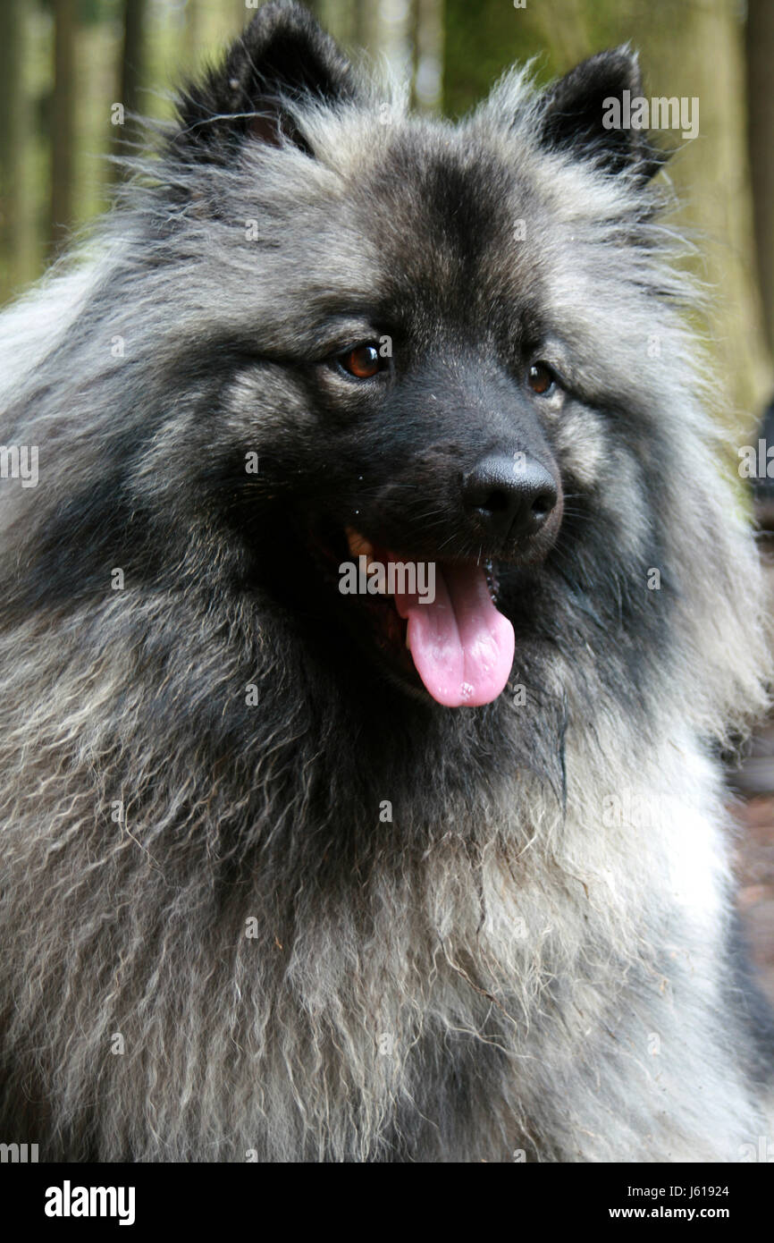 Wolf spitz hi-res stock photography and images - Alamy
