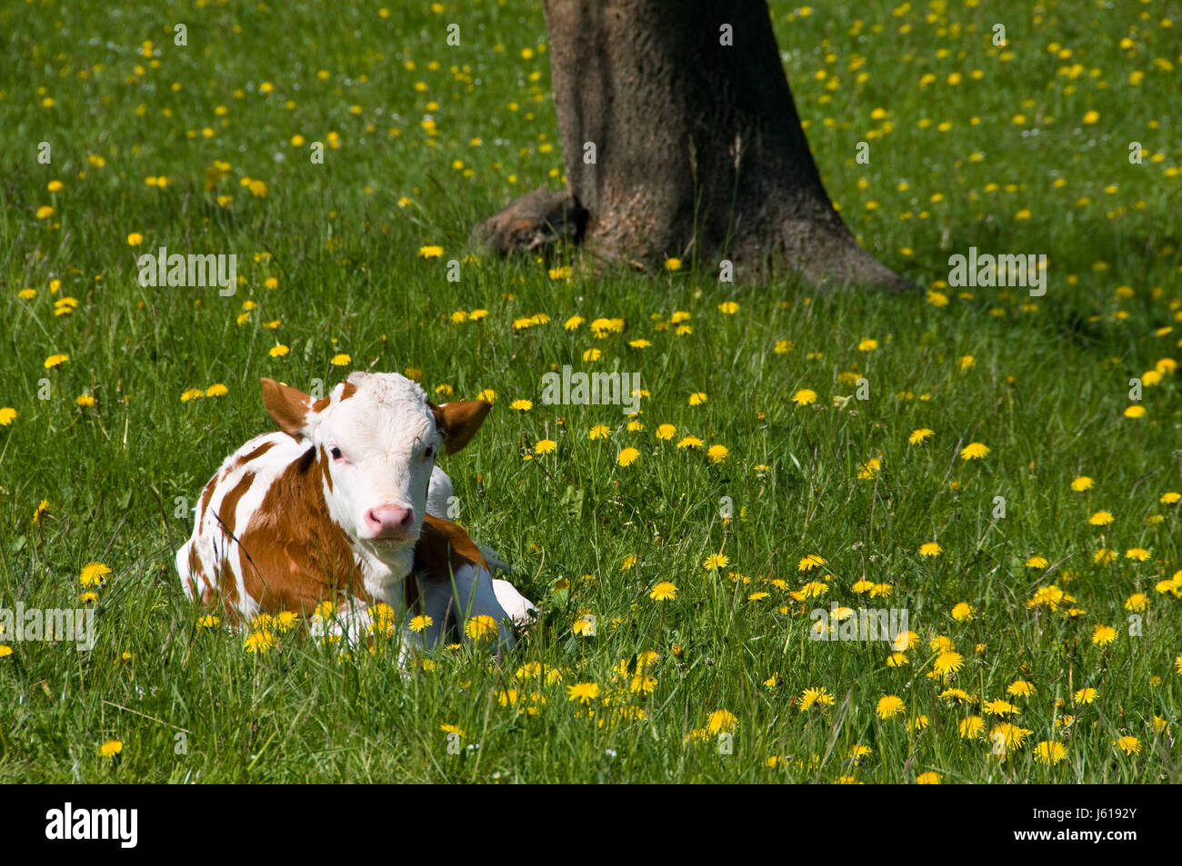 agriculture farming lie lying lies cow bovine farm animal cattle calf ...
