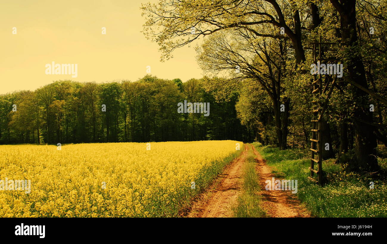 tree coleseed Rape field path way ladder tree coleseed Rape field dirt ...