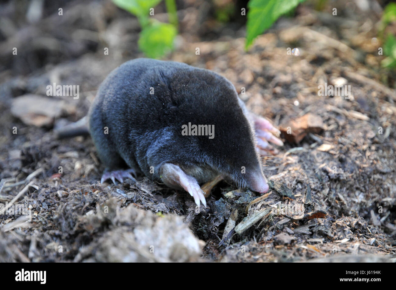Mole hairs hi-res stock photography and images - Alamy