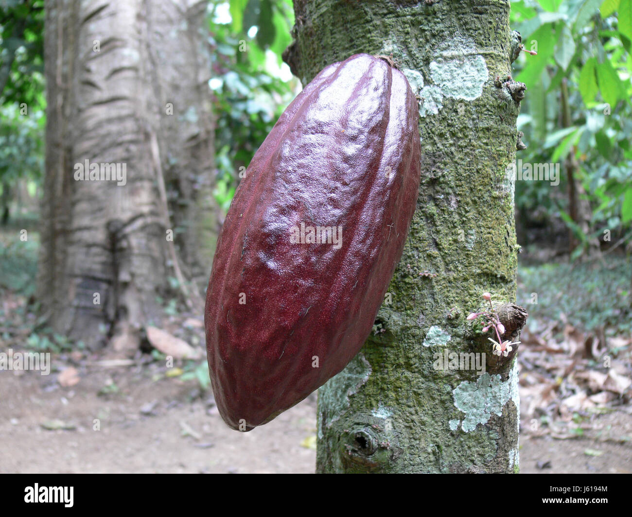 useful plant ripe fruit cocoa venezuela hoarfrost bean dessert ...