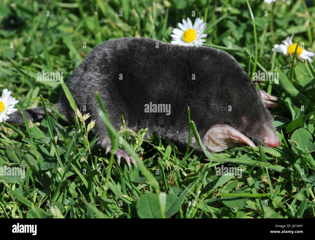 skin mole subterranean shovel insectivore insectivorous trench topsoil ...