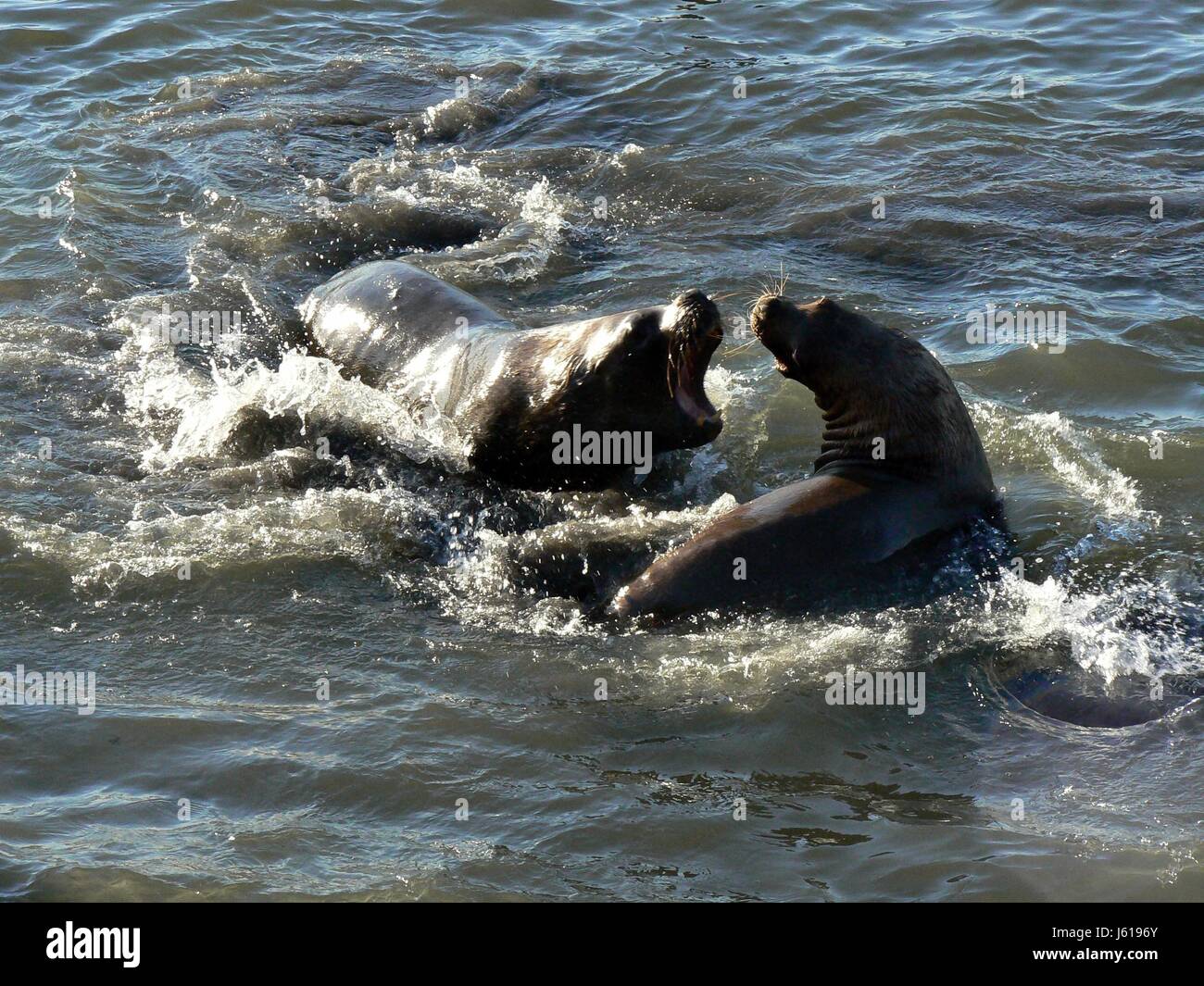 fight fighting animals salt water sea ocean water fight fighting ...