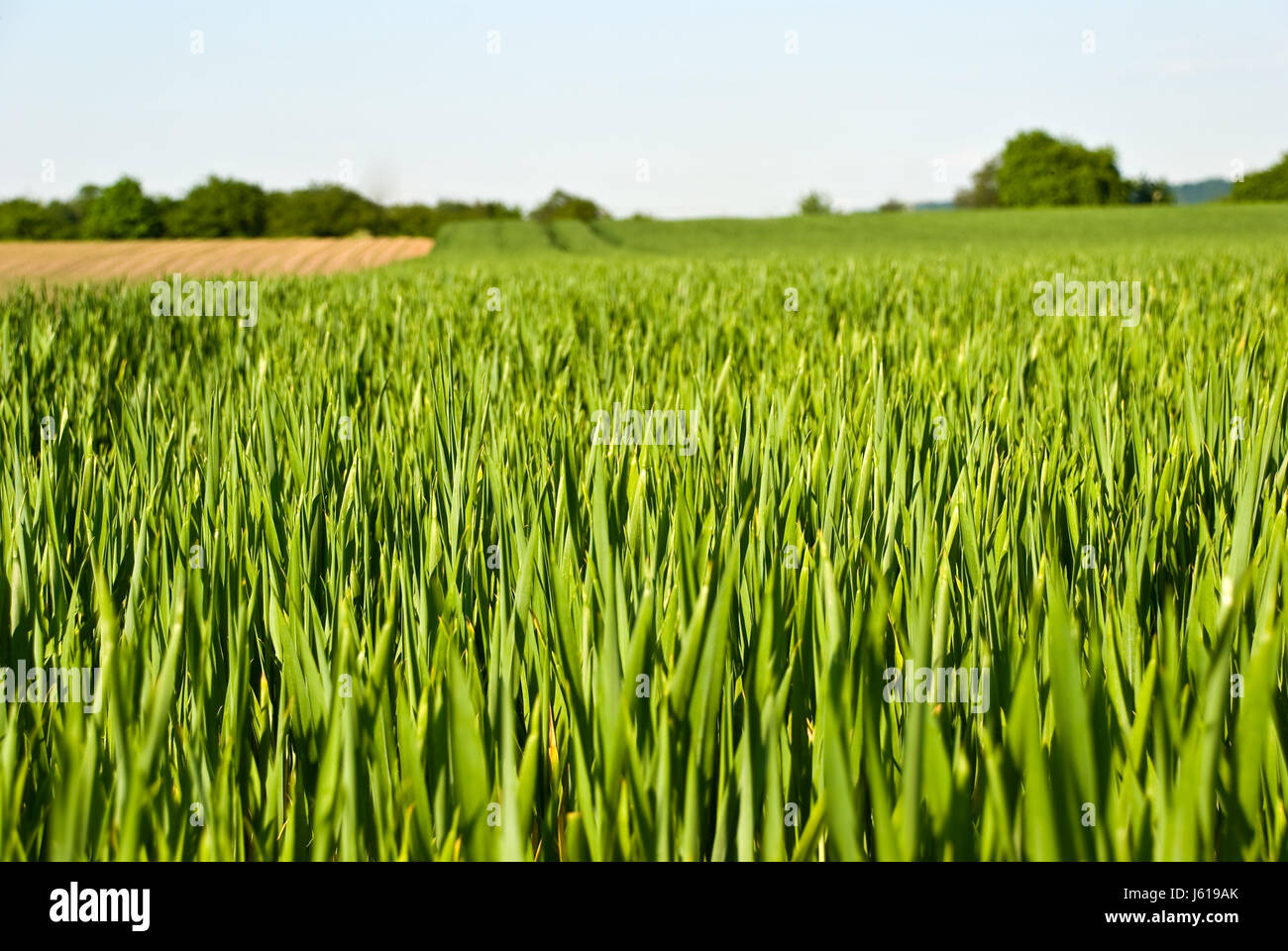 agrarian field acre wheat corn farm meadow grass lawn green grain ...