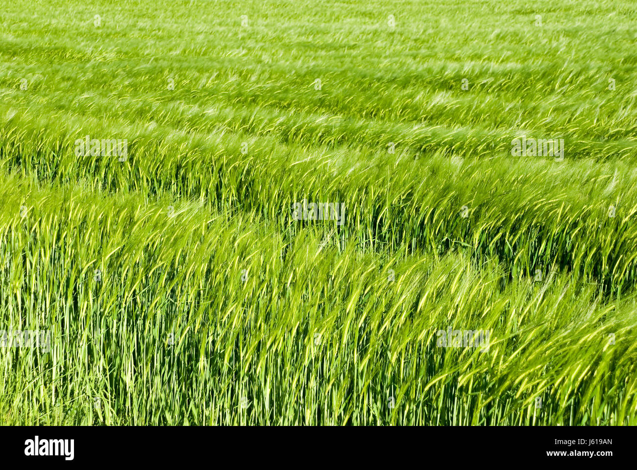 agrarian field acre corn farm young younger meadow grass lawn green ...