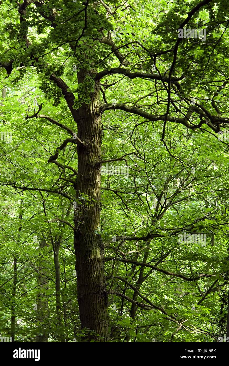 environment enviroment tree lawn green forest nature beautiful ...