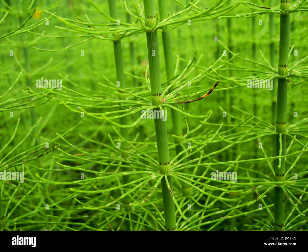 Plant of river hi-res stock photography and images - Alamy