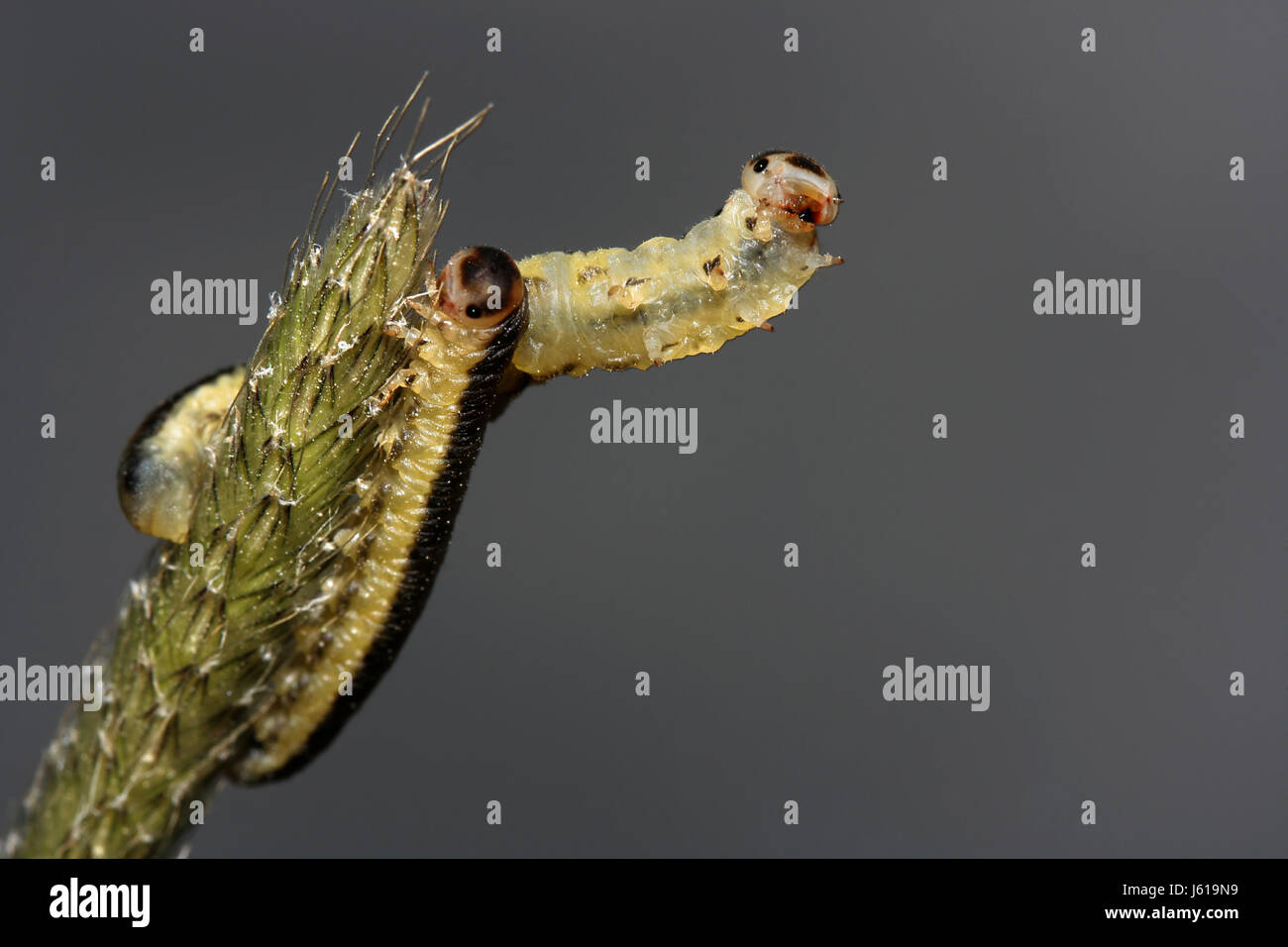 macro close-up macro admission close up view insect caterpillar worm ...