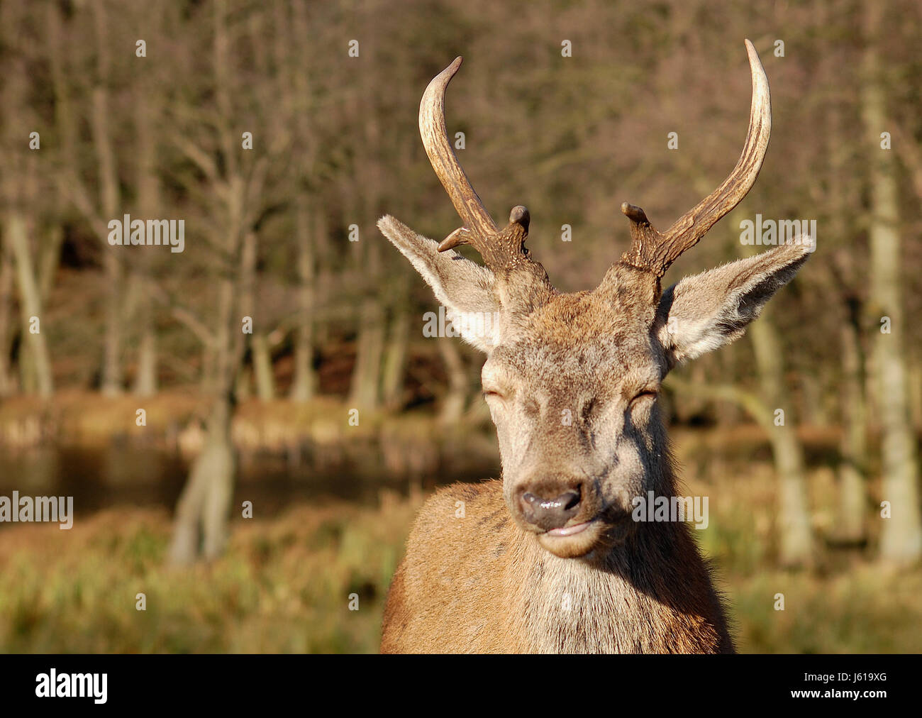 Buck young hi-res stock photography and images - Alamy