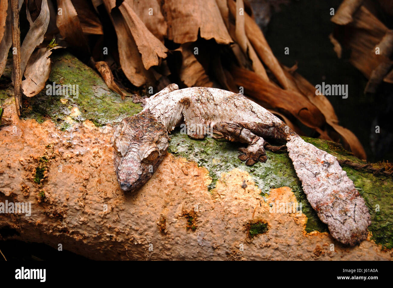 gecko madagascar endemic africa saurian tail gecko madagascar periled ...