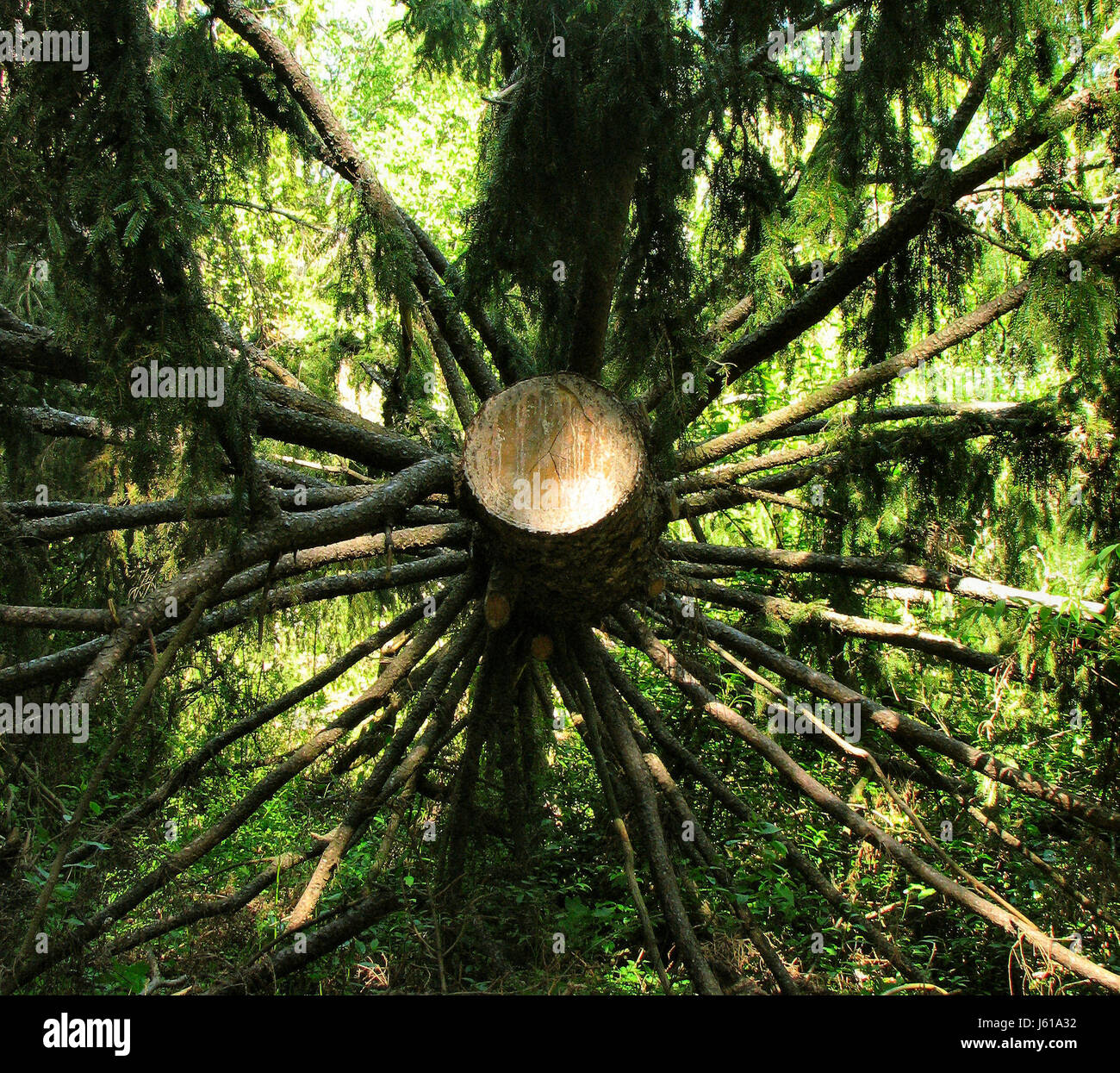 Saw off branches hi-res stock photography and images - Alamy